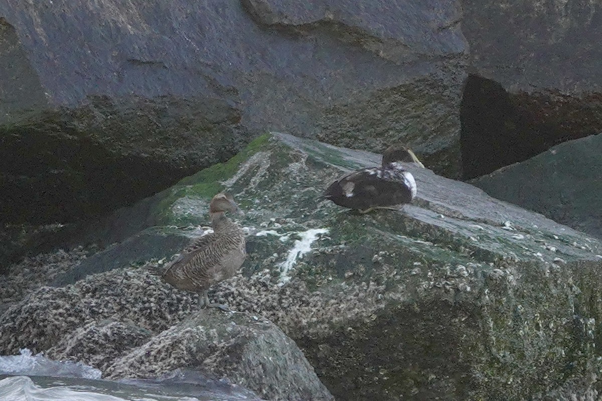 eBird Checklist - 7 Feb 2025 - Rudee Inlet - 29 species (+2 other taxa)