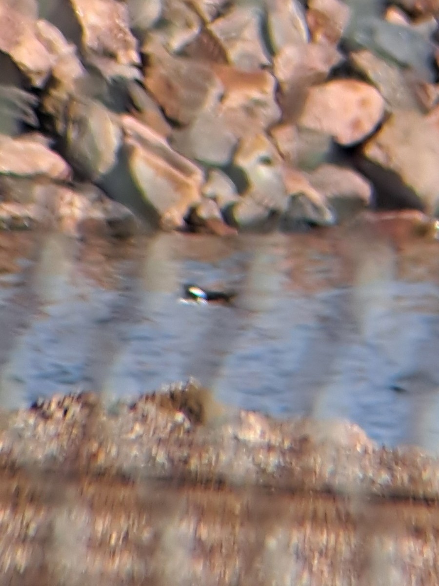 eBird Checklist - 27 Dec 2024 - Marston Reservoir Complex--Marston ...