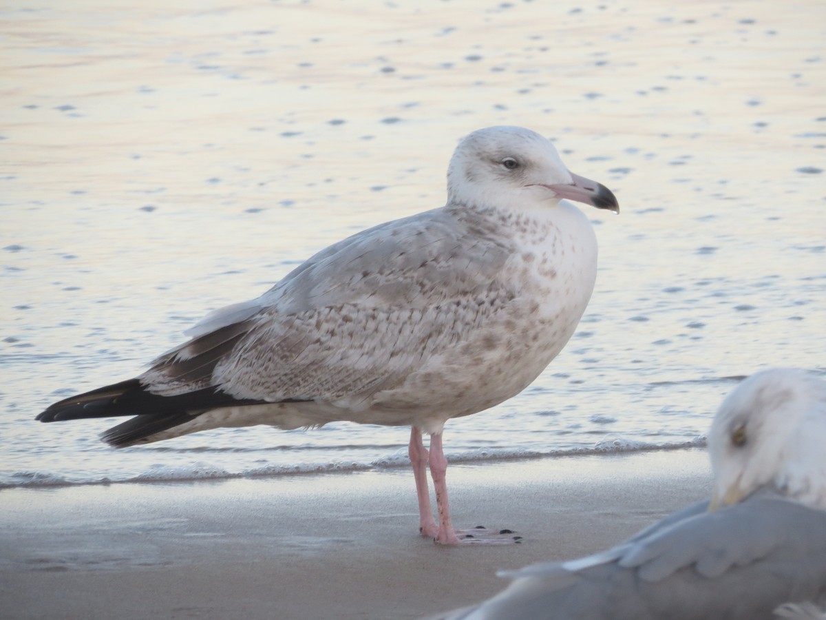 eBird Checklist - 7 Feb 2025 - Frank Rendon Park/Daytona Beach Shores ...