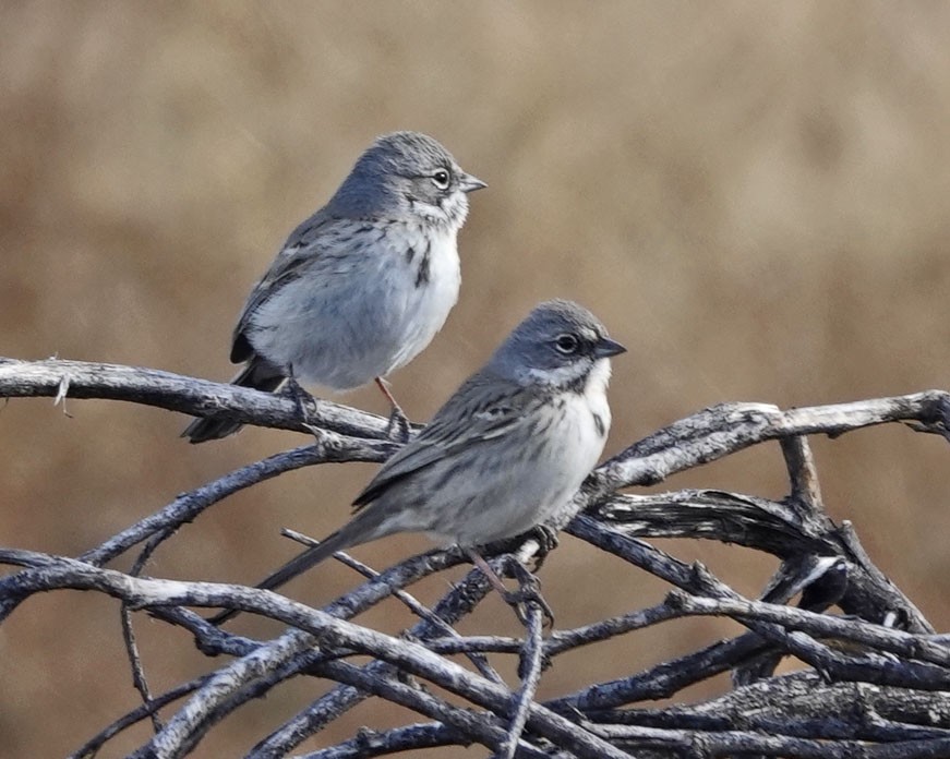 eBird Checklist - 7 Feb 2025 - Robbins Butte Wildlife Area - 17 species