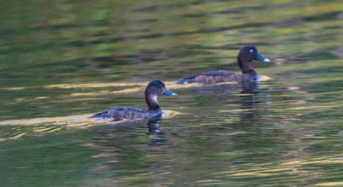 eBird Checklist - 8 Feb 2025 - Loveday Cove (Lake Cooby) - 35 species