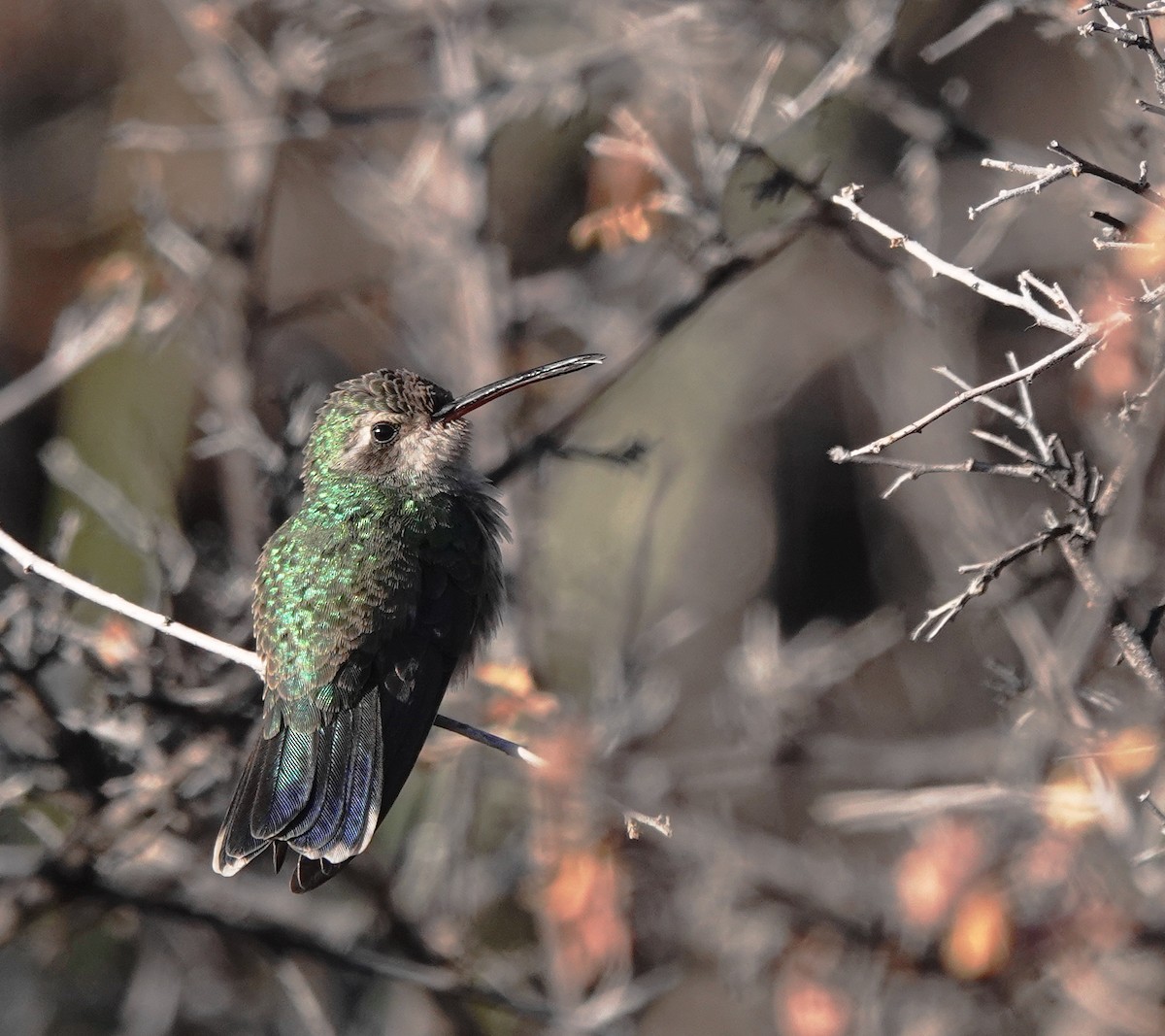 eBird Checklist - 4 Feb 2025 - Portal--Bob Rodrigues yard (Dave Jasper ...