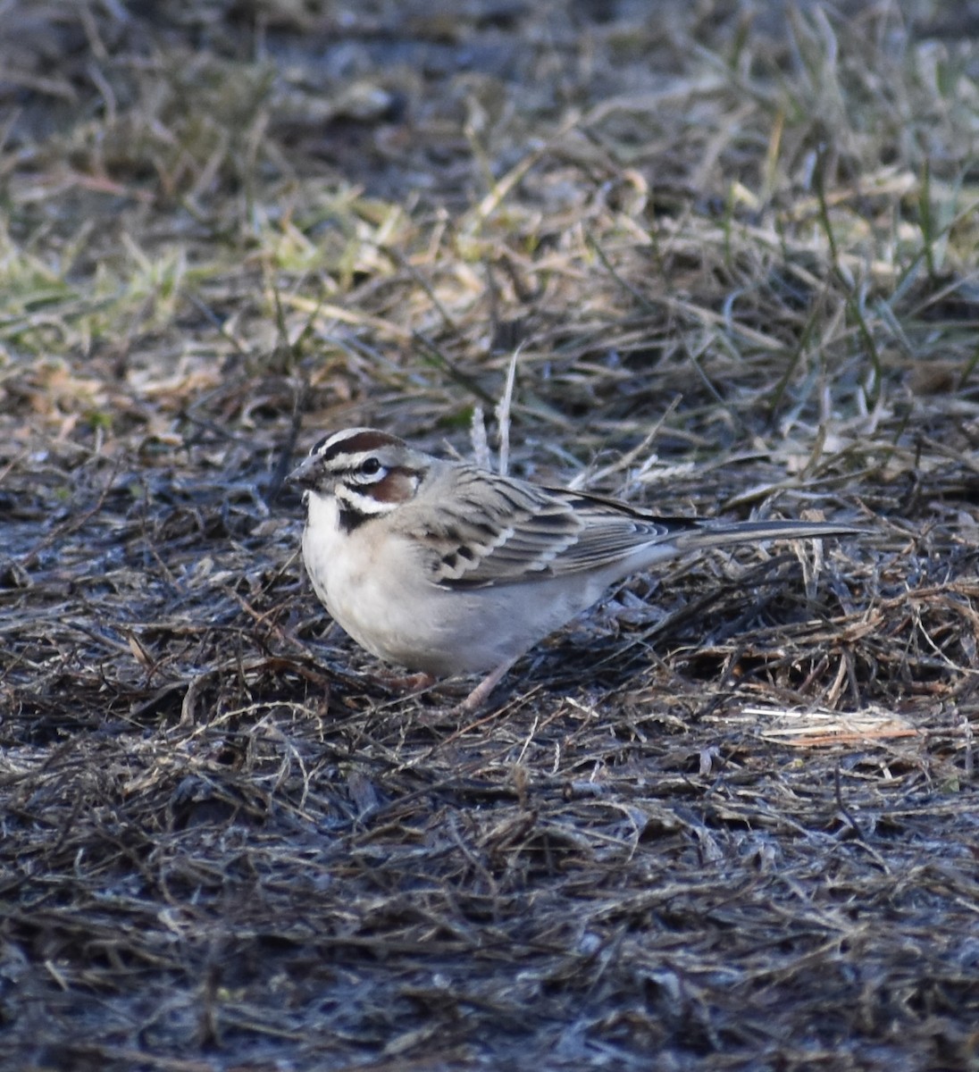 eBird Checklist - 7 Feb 2025 - Corwith's Farmstand - 3 species