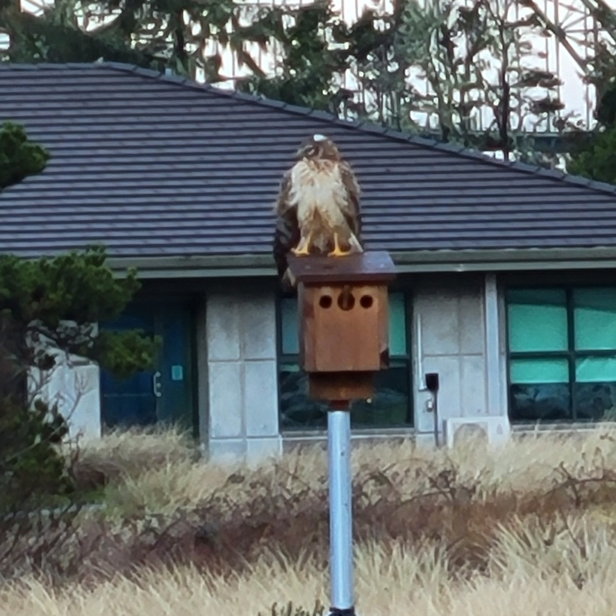eBird Checklist - 8 Feb 2025 - Mark Hatfield Marine Science Center and ...