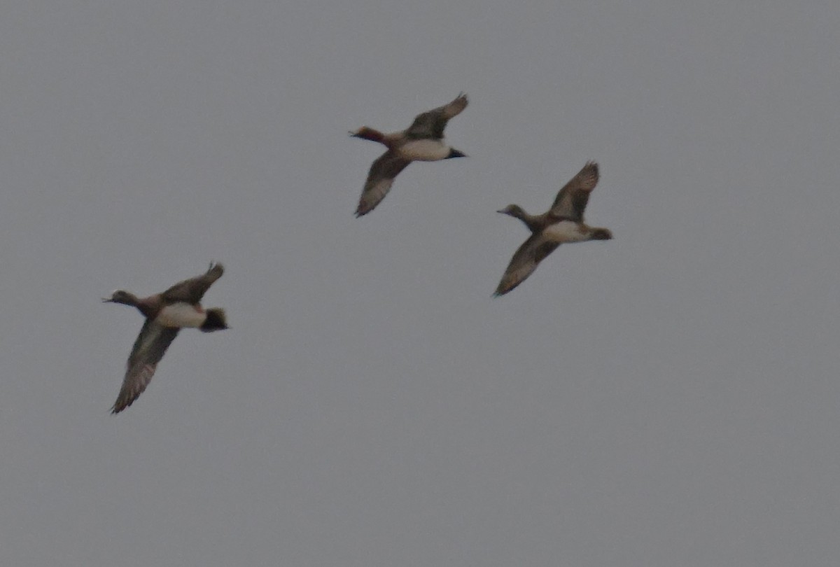 eBird Checklist - 8 Feb 2025 - C&O Canal--Riley's Lock - 32 species