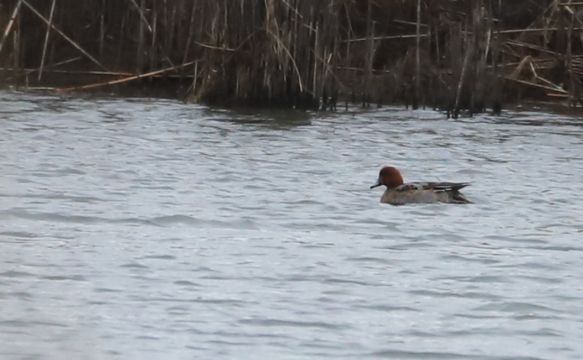 eBird Checklist - 8 Feb 2025 - **Back Bay NWR - 53 species (+2 other taxa)
