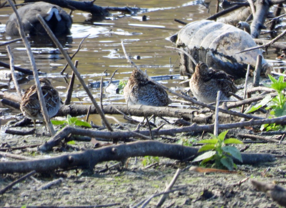 eBird Checklist - 8 Feb 2025 - Frank G. Bonelli RP/Puddingstone ...