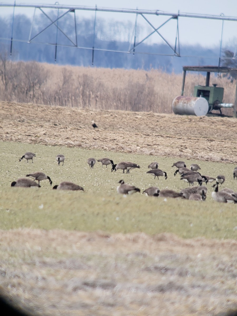 eBird Checklist - 8 Feb 2025 - Bohm's East Coast Sod Farm - 6 species