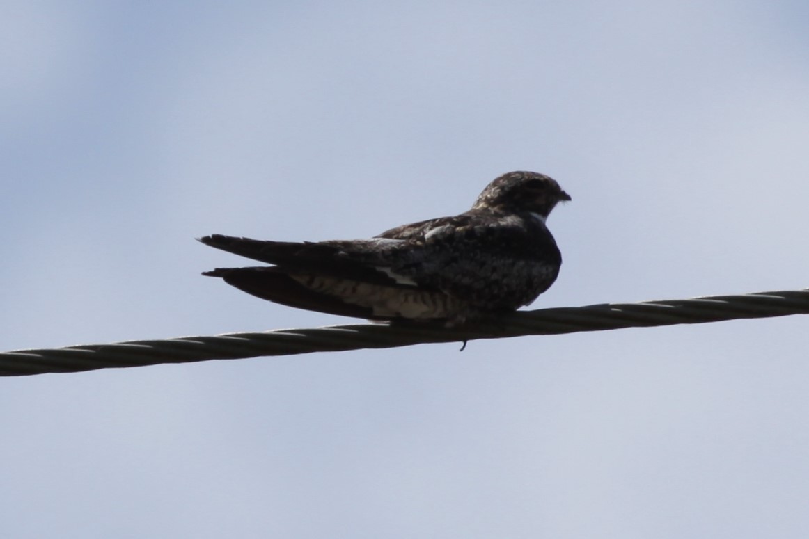 eBird Checklist - 22 Aug 2024 - Palm Beach County, FL (Nighthawks) - 1 ...