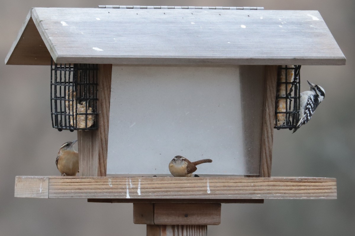 Pennsylvania Bird Atlas Checklist - 8 Feb 2025 - 399 Upper Georges Valley Rd, Spring Mills US-PA ...