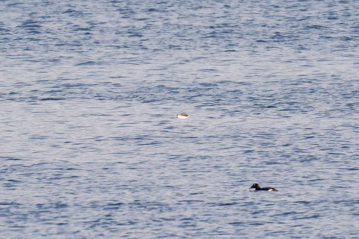 eBird Checklist - 8 Feb 2025 - Great Boars Head--North, Hampton - 1 species