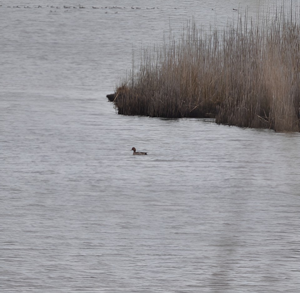 eBird Checklist - 8 Feb 2025 - **Back Bay NWR - 45 species (+1 other taxa)