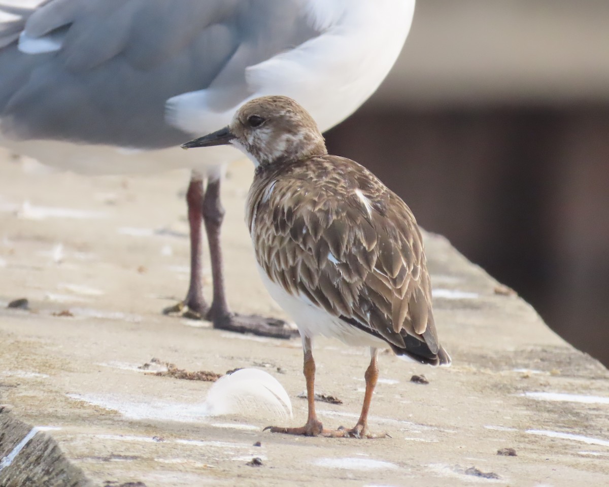eBird Checklist - 8 Feb 2025 - Pahokee Marina (Lake Okeechobee) - 15 ...