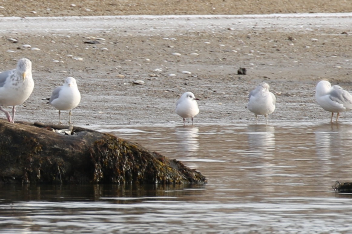 eBird Checklist - 8 Feb 2025 - Barn Island Boat Launch - 9 species