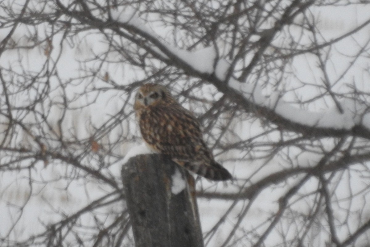 eBird Checklist - 8 Feb 2025 - W6660 Joe Snow Rd, Merrill US-WI (45. ...