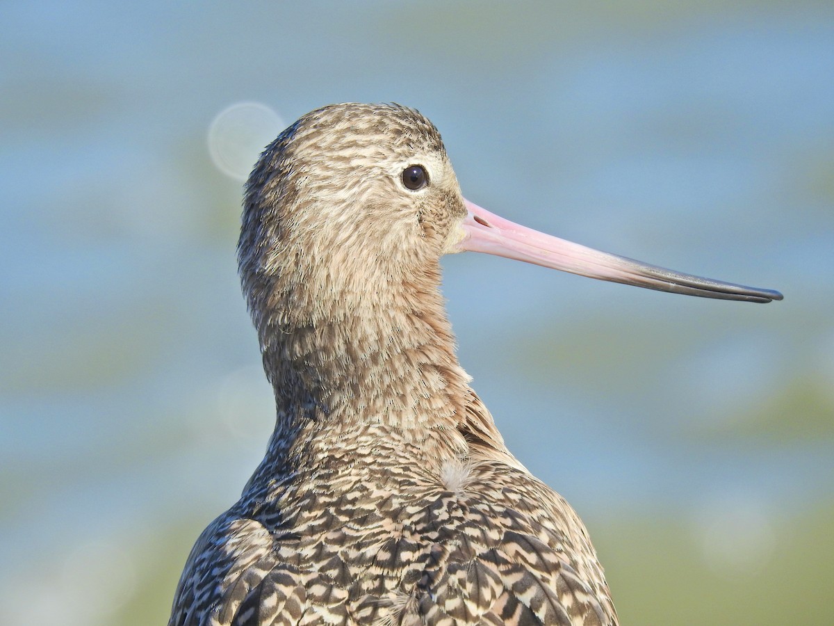 eBird Checklist - 8 Feb 2025 - Foster City Shell Bar - 34 species (+4 ...