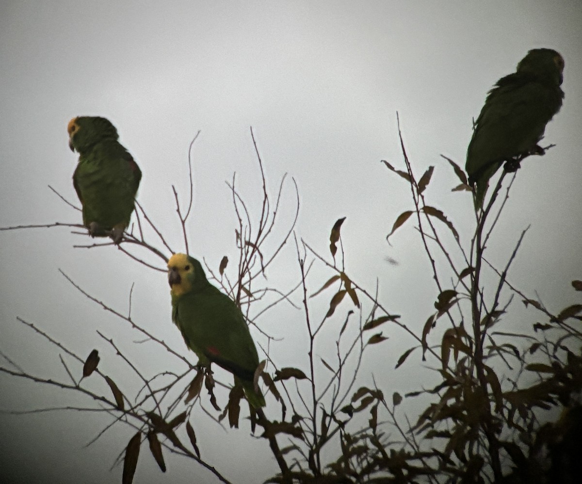 eBird Checklist - 8 Feb 2025 - Angels Community Park (Parrot Roost ...