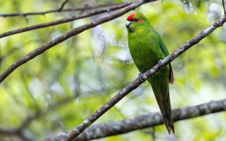 Red-crowned x Yellow-crowned Parakeet (hybrid) - eBird