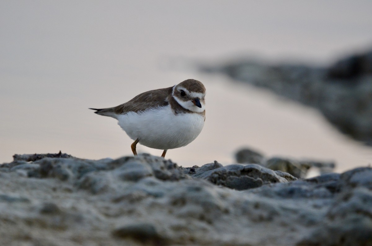 ML630427228 - Semipalmated Plover - Macaulay Library