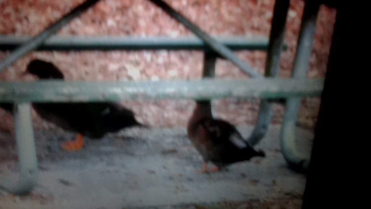 eBird Checklist - 9 Feb 2025 - Macclenny Duck Pond - 6 species (+2 ...