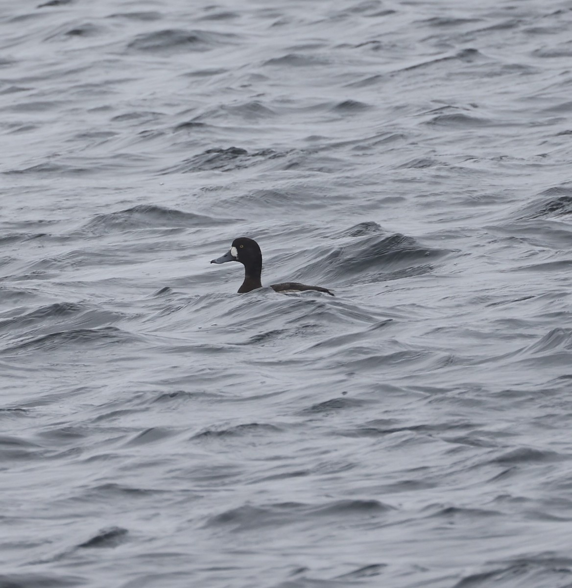 eBird Checklist - 9 Feb 2025 - MacMillan Wharf - 16 species