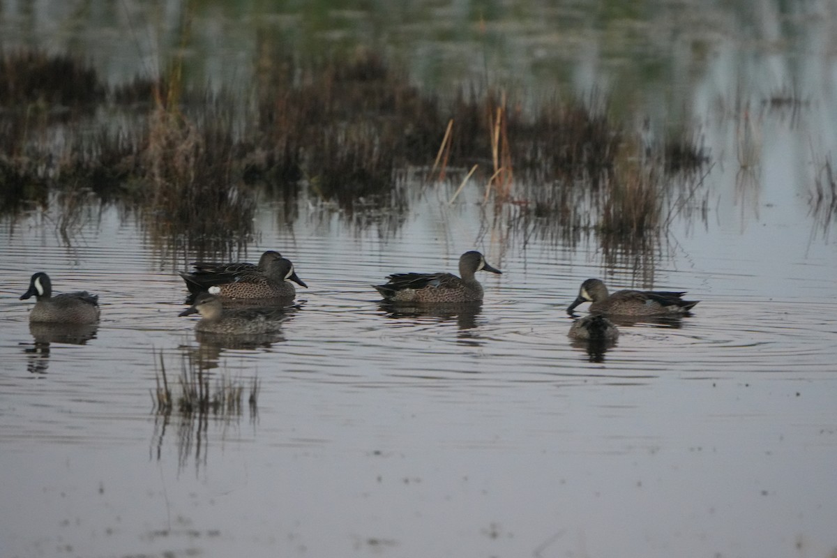 eBird Checklist - 9 Feb 2025 - Lake Woodruff NWR - 53 species