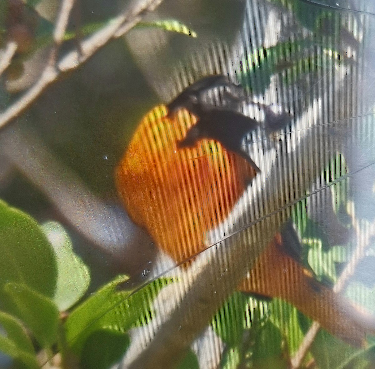 eBird Checklist - 9 Feb 2025 - 710 Bow Line Drive, Naples, Florida, US ...