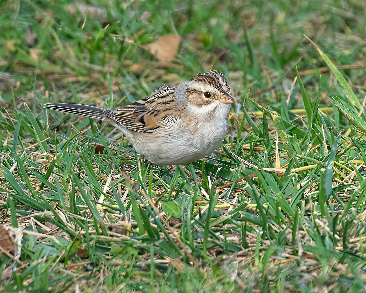 eBird Checklist - 8 Feb 2025 - Westminster Memorial Park - 12 species