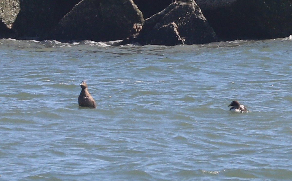 eBird Checklist - 9 Feb 2025 - Rudee Inlet - 11 species