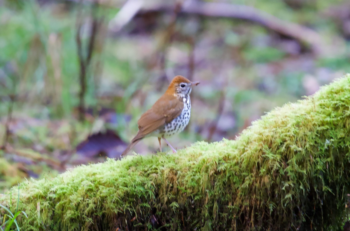 eBird Checklist - 9 Feb 2025 - stakeout Wood Thrush, Cape Creek ...