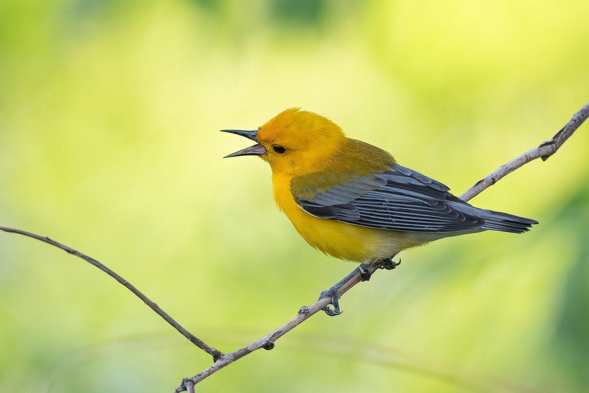 ML630466826 - Prothonotary Warbler - Macaulay Library