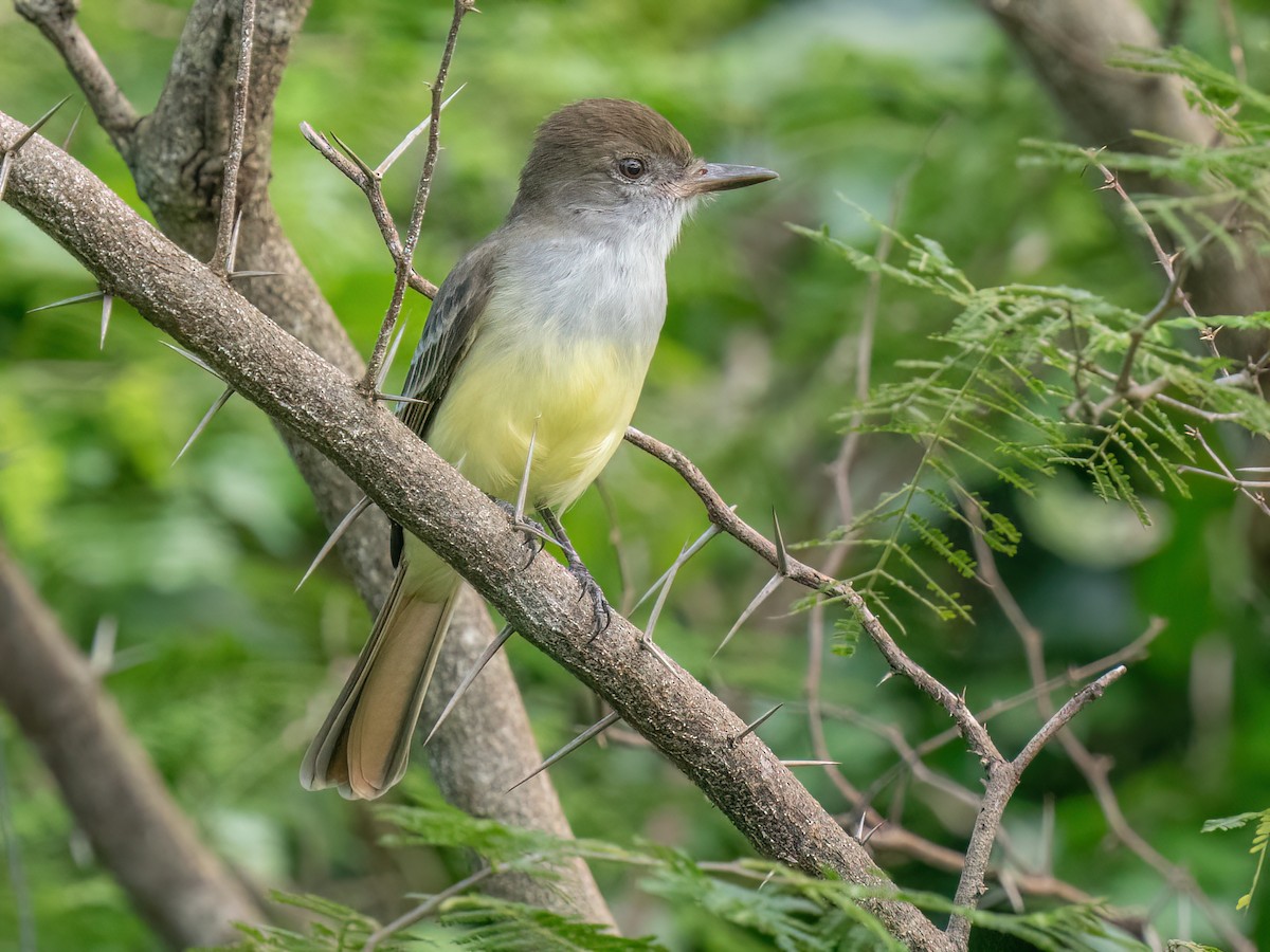 Grenada Flycatcher - Myiarchus nugator - Birds of the World