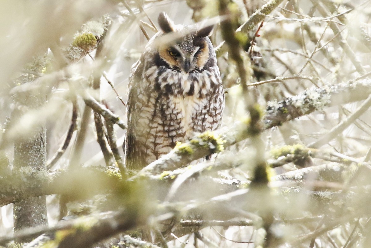 ML630479660 - Long-eared Owl - Macaulay Library