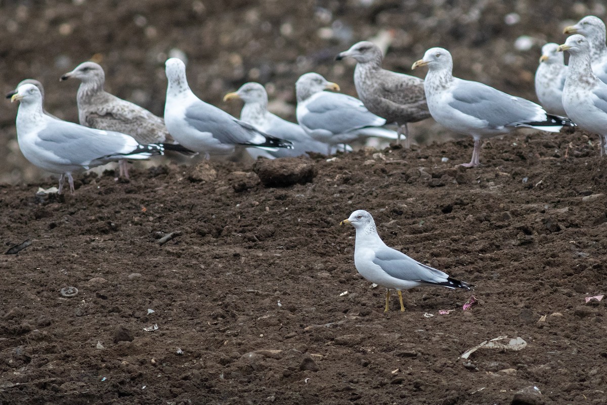 Pennsylvania Bird Atlas Checklist - 18 Jan 2025 - Tullytown - Fairless ...