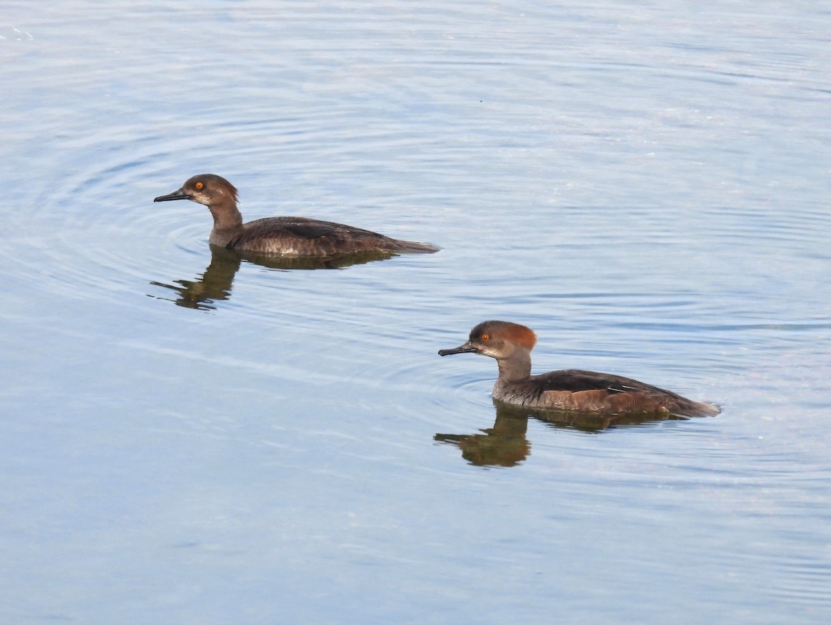 eBird Checklist - 9 Feb 2025 - Lake De Smet - 2 species