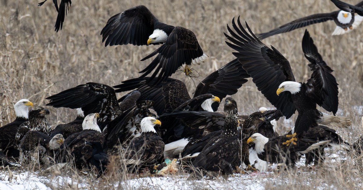eBird Checklist - 8 Feb 2025 - Samish Flats--East 90 - 4 species