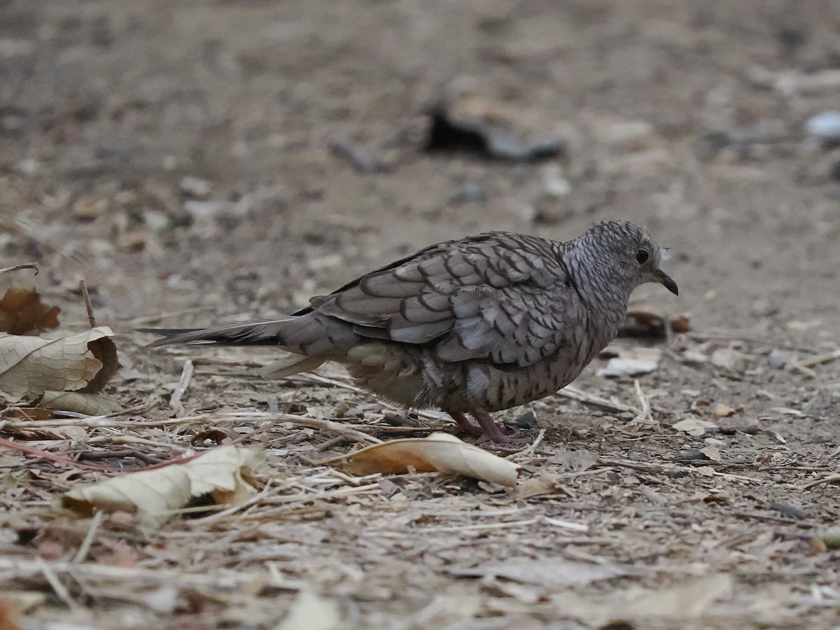eBird Checklist - 10 Feb 2025 - JW Marriott and Hacienda Pinilla ...