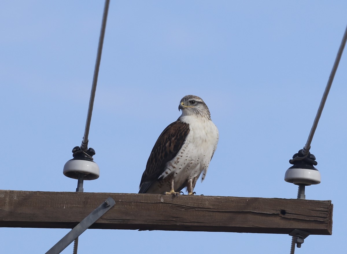 eBird Checklist - 10 Feb 2025 - Curtis Rd, Eloy US-AZ 32.60337, -111. ...