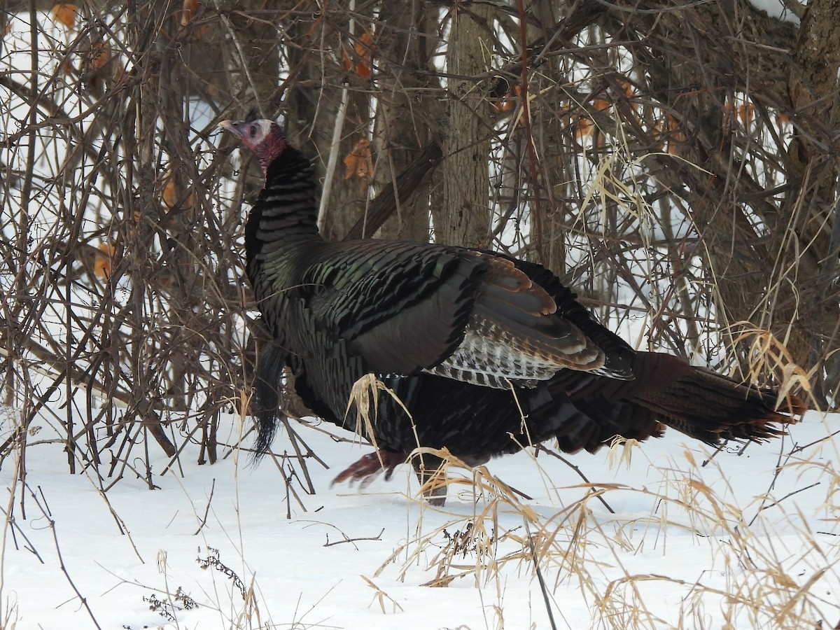 eBird Checklist - 10 Feb 2025 - Sheldon Creek Woodlot - 1 species