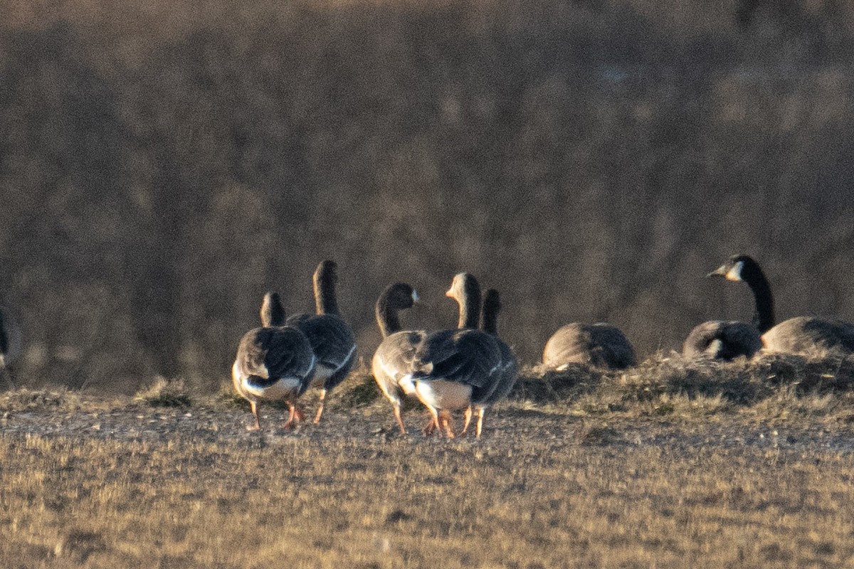 eBird Checklist - 10 Feb 2025 - Reed Sod Farm / Old York Road (Mercer ...