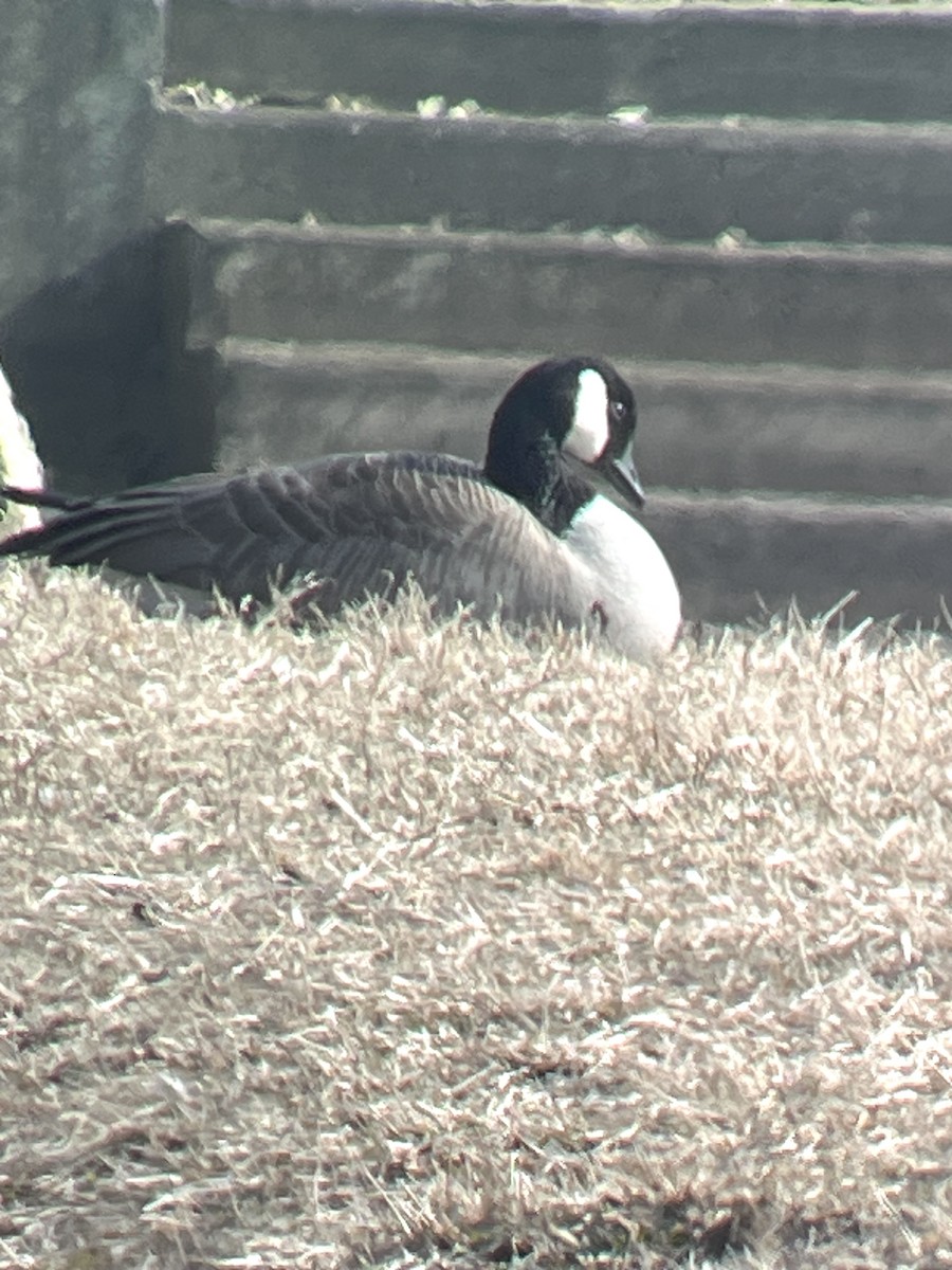 eBird Checklist - 10 Feb 2025 - Hebron Fish Hatchery and Wetlands - 10 ...