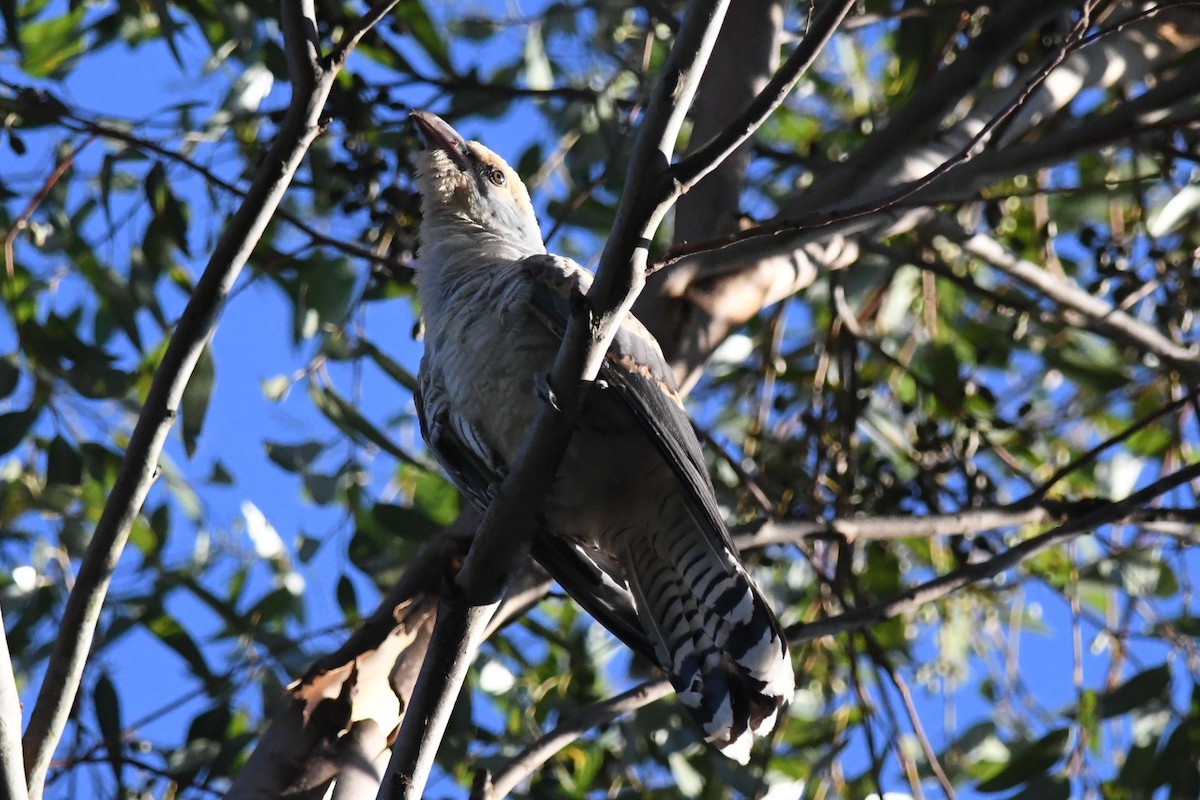 eBird Checklist - 11 Feb 2025 - Chelsworth Park - 11 species