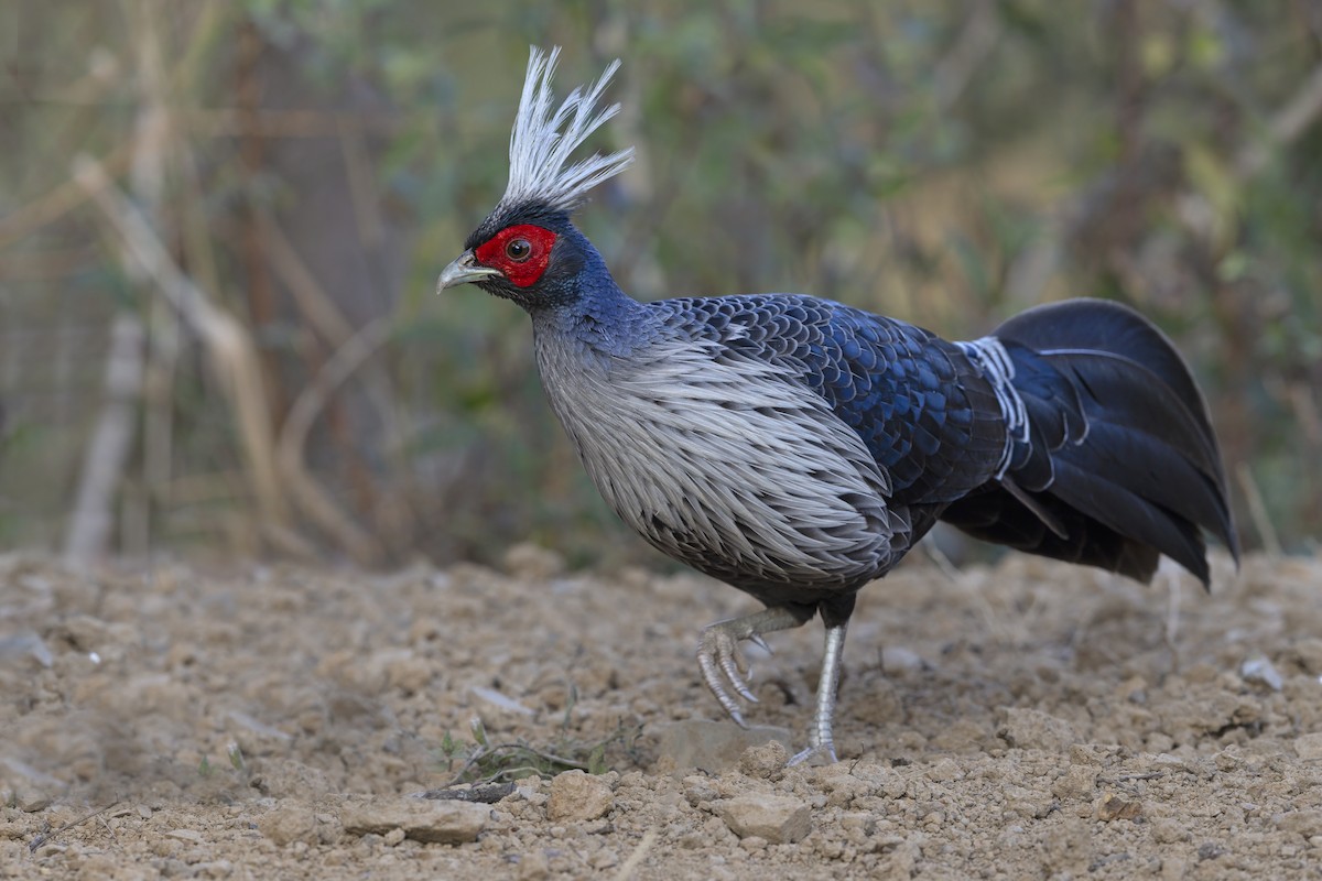 ML630515692 - Kalij Pheasant - Macaulay Library