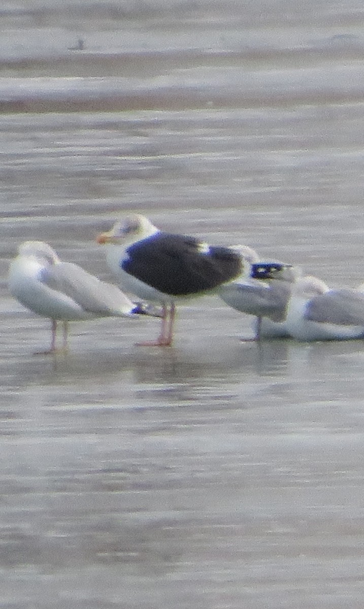 eBird Checklist - 10 Feb 2025 - Rocky Mountain Arsenal NWR - 18 species