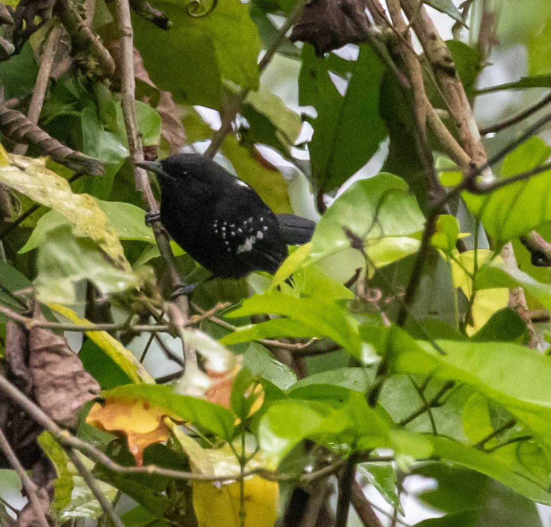 ML630518634 - Dot-winged Antwren - Macaulay Library
