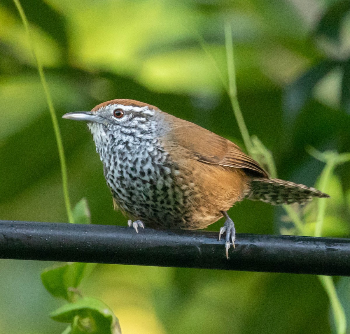 eBird Checklist - 26 Jan 2025 - Crooked Tree Wildlife Sanctuary--Bird's ...