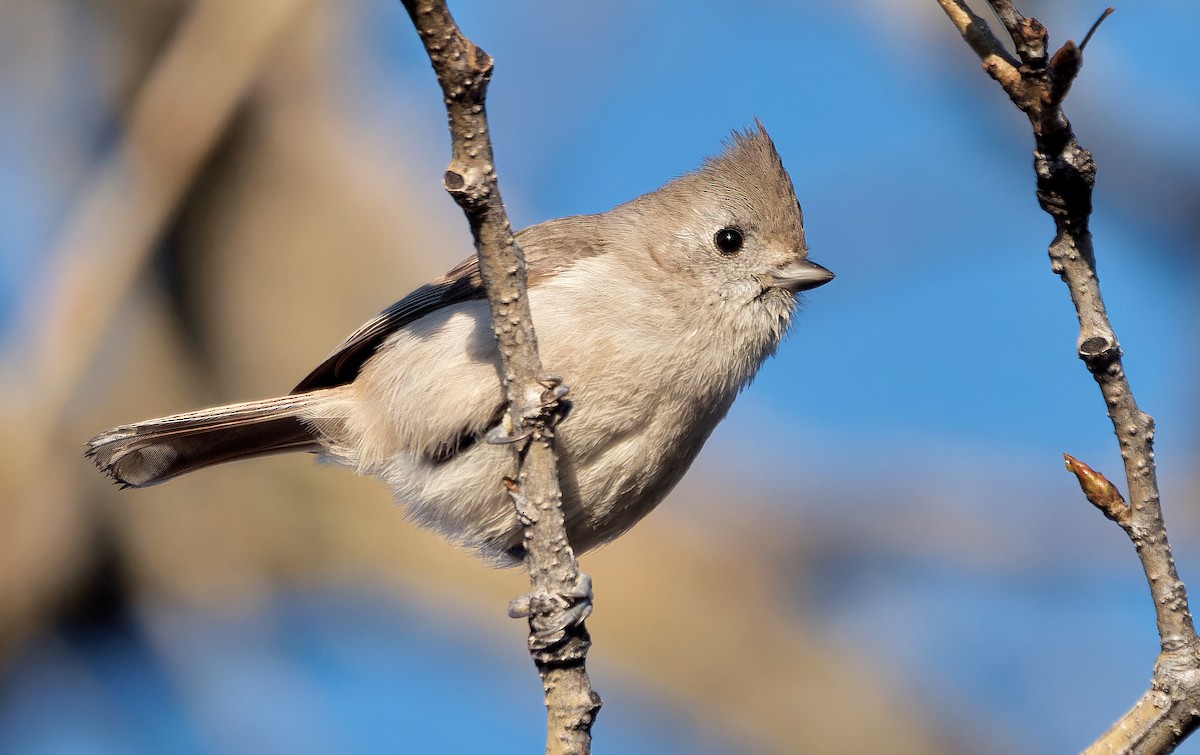 ML630522388 - Oak Titmouse - Macaulay Library