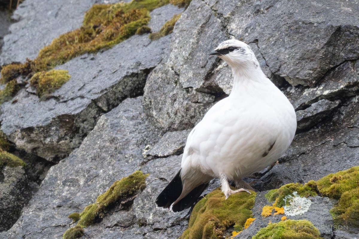 eBird Checklist - 6 Feb 2025 - Adak Island - 16 species (+1 other taxa)