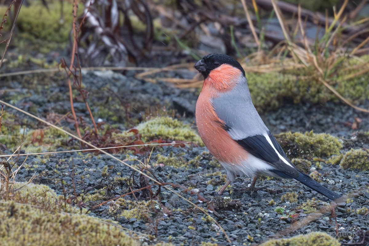 ML630522966 - Eurasian Bullfinch - Macaulay Library