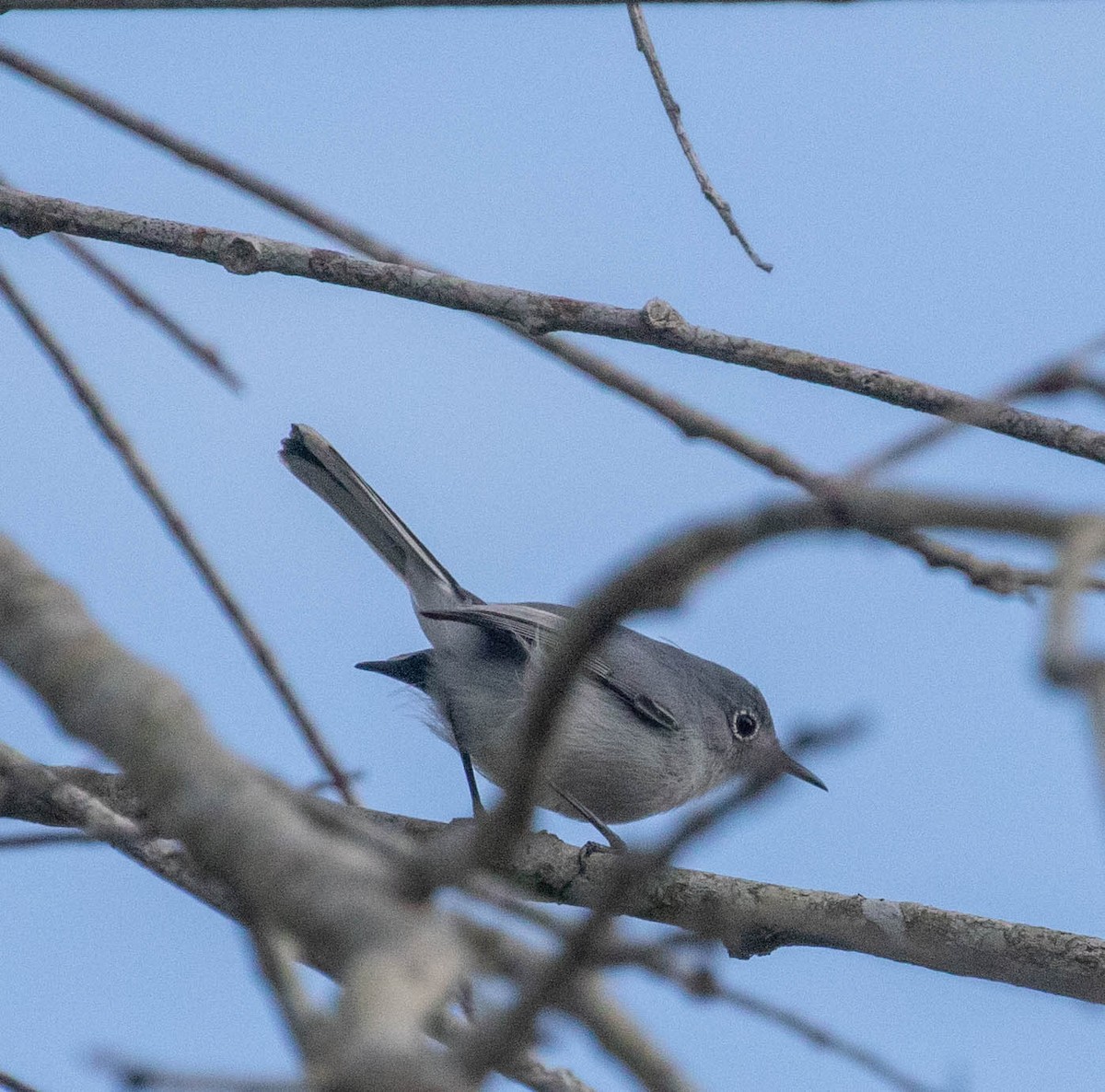 eBird Checklist - 25 Jan 2025 - Crooked Tree Village--Beck's Bed and ...